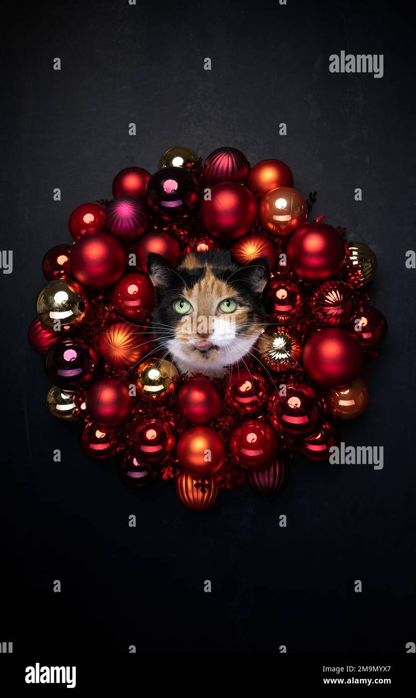 christmas cat portrait. Calico cat sticking head through red xmas ...