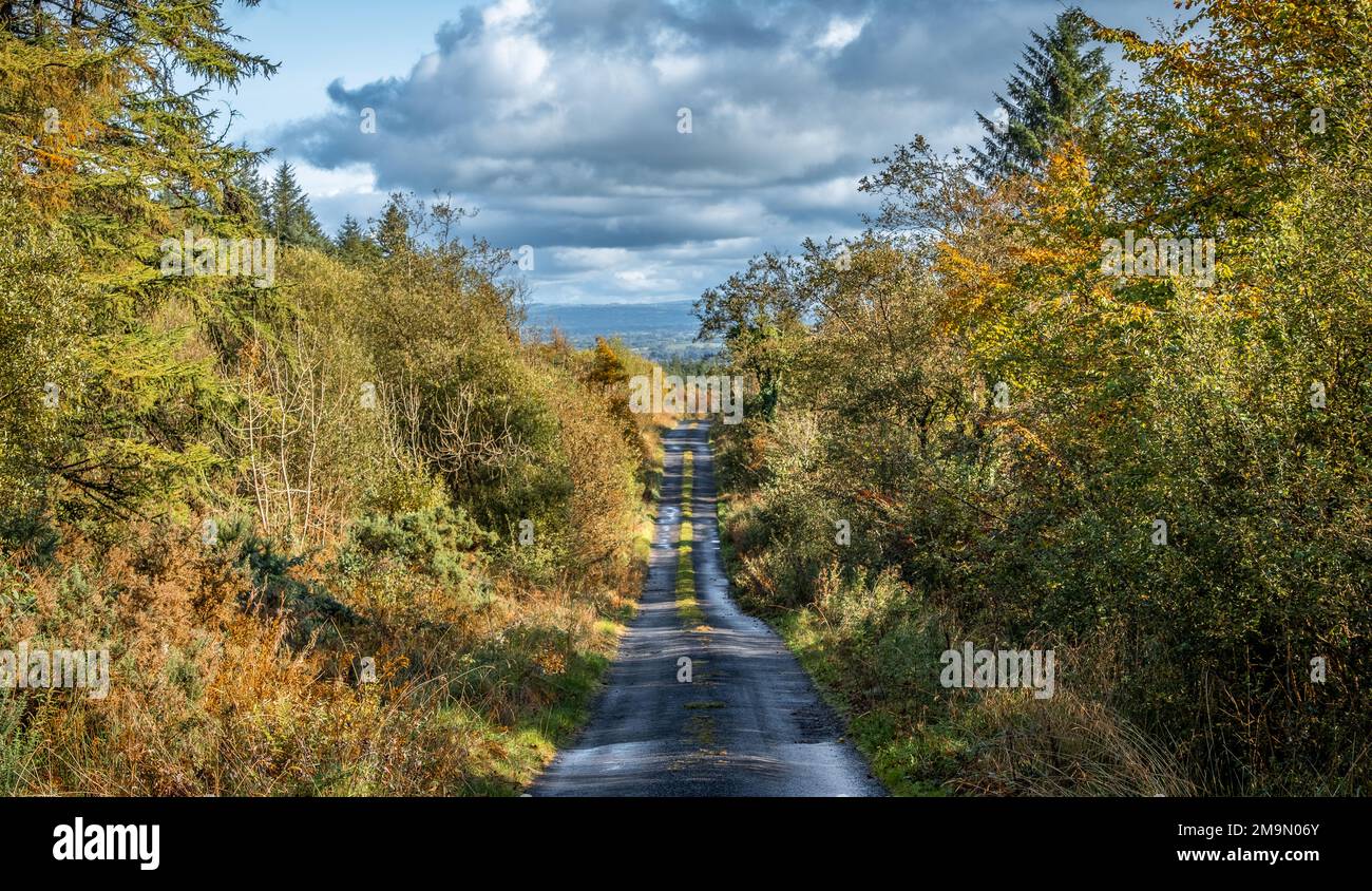 A road through a forest of autumnal colours Stock Photo - Alamy