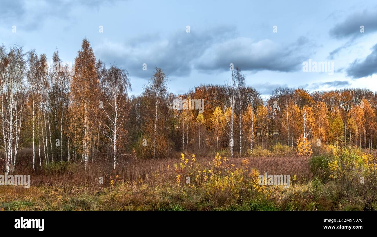 Forest vegetation in fantastic autumn colours Stock Photo - Alamy