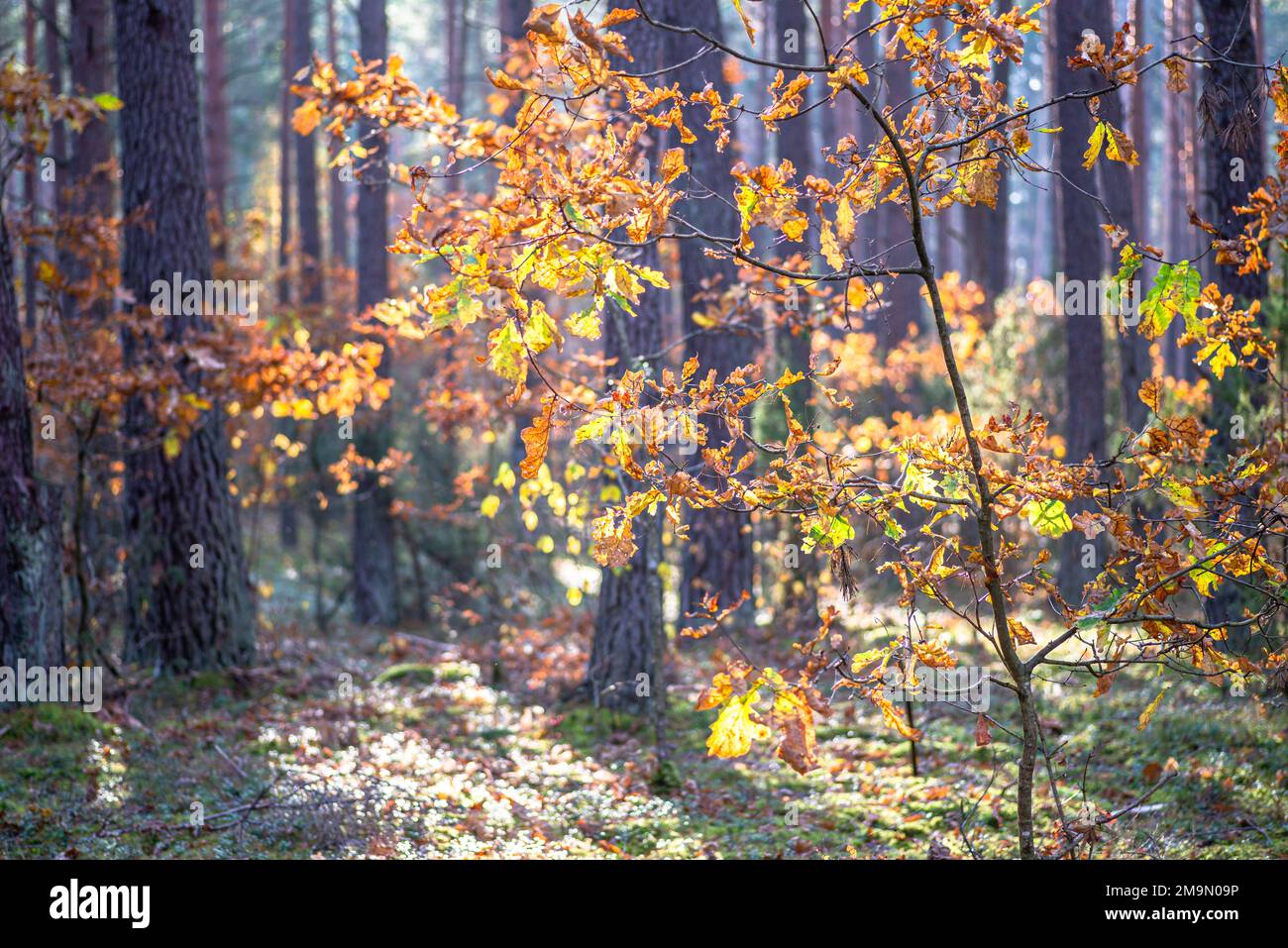 Leaves of a young oak tree in the sunlight in an autumn forest Stock ...