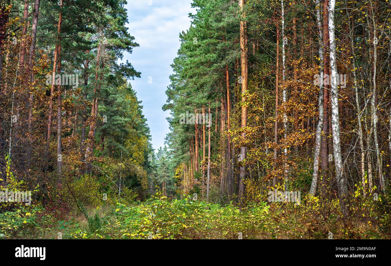 Forest vegetation in fantastic autumn colours Stock Photo - Alamy