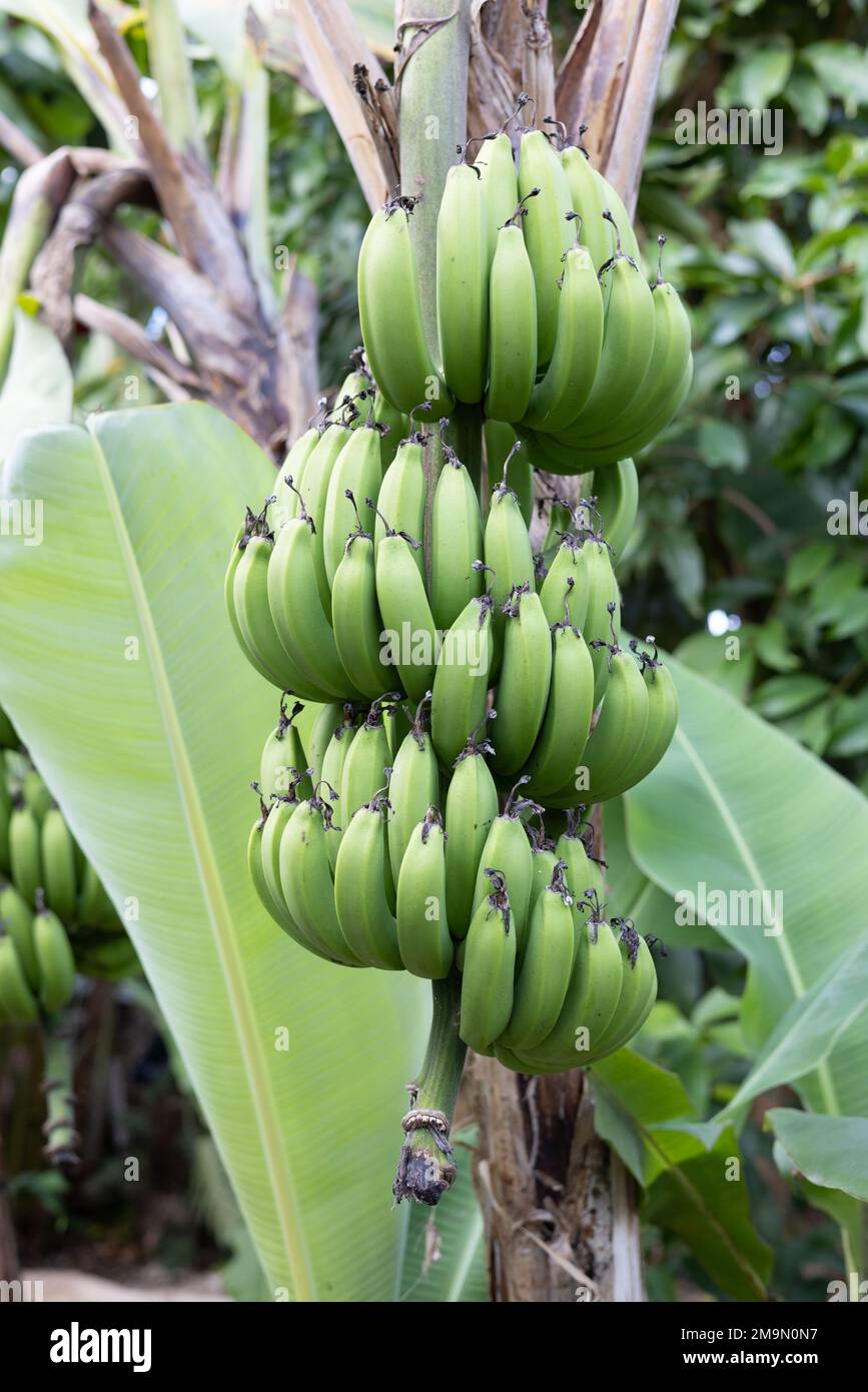 Banana trees, bananas plant in Cuba, Cuban Banana Stock Photo - Alamy