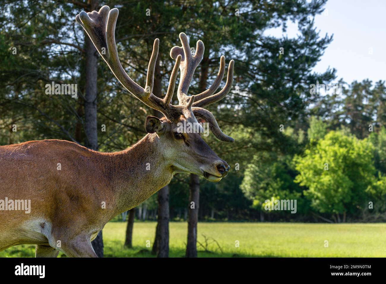 Portrait of a majestic red deer Stock Photo - Alamy