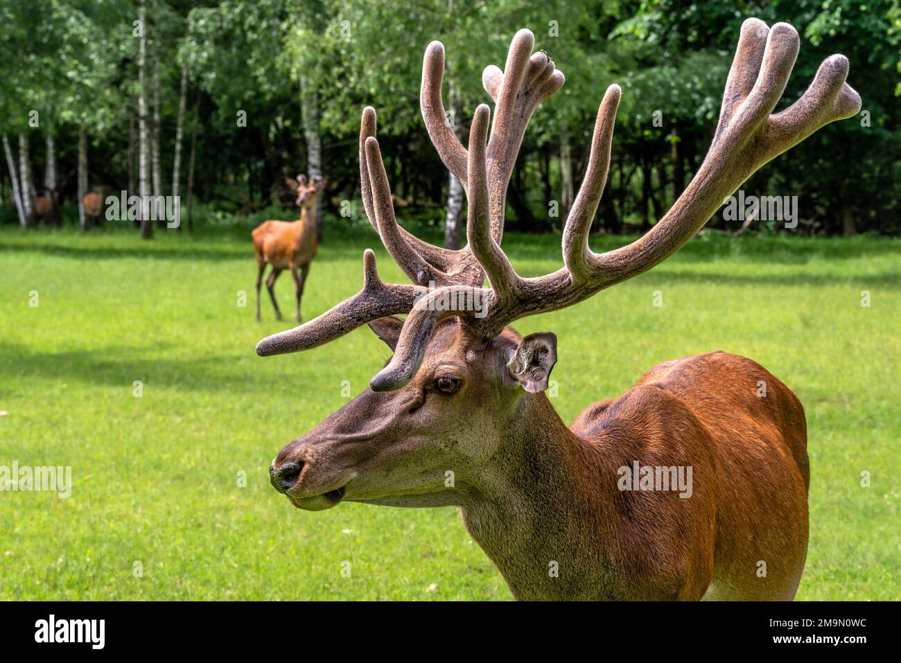 Natural red deer horns hi-res stock photography and images - Alamy