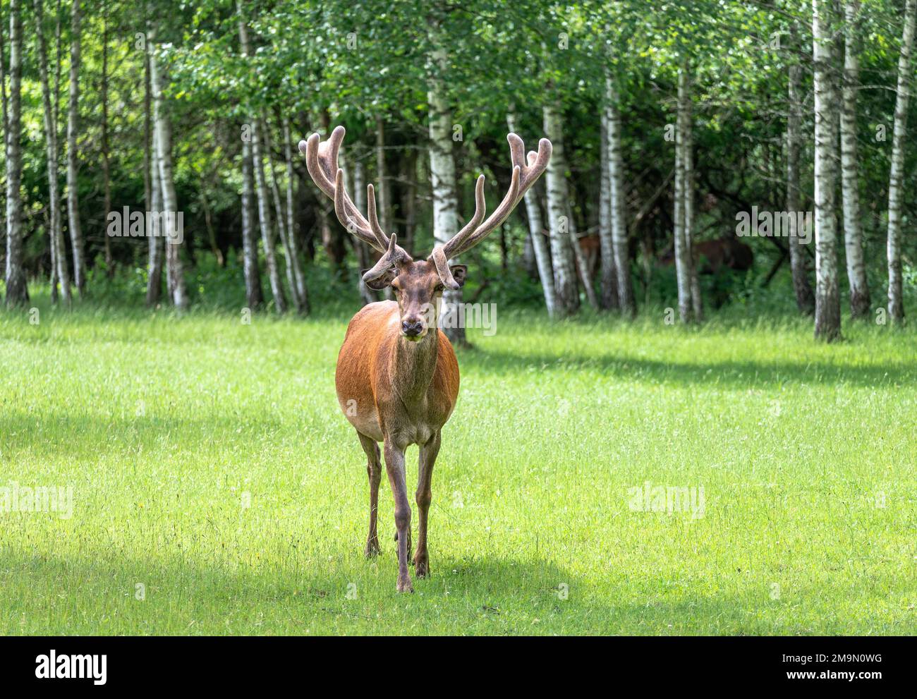 Portrait of a majestic red deer Stock Photo - Alamy