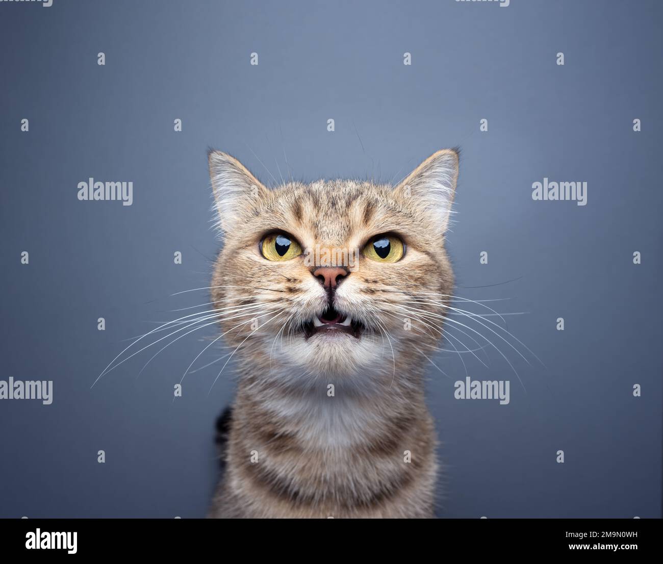 cute tabby cat meowing looking at camera portrait on gray background ...