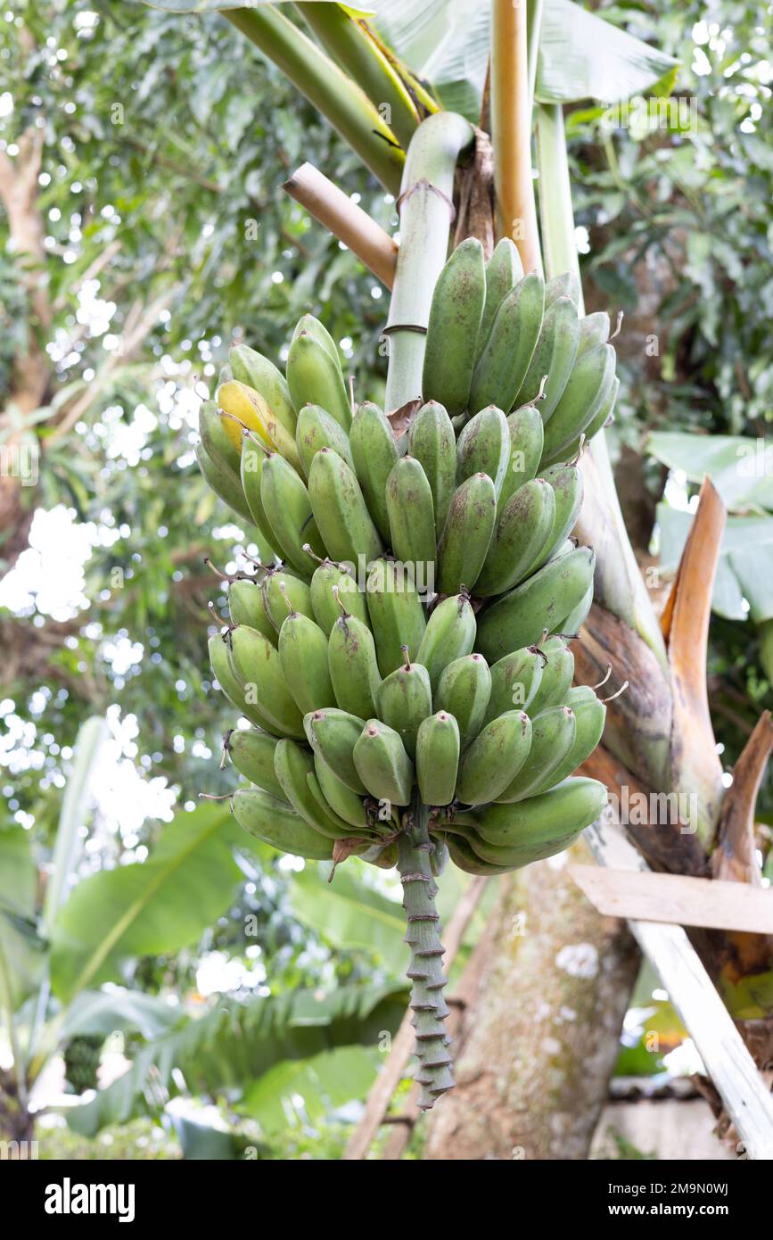 Banana trees, bananas plant in Cuba, Cuban Banana Stock Photo - Alamy