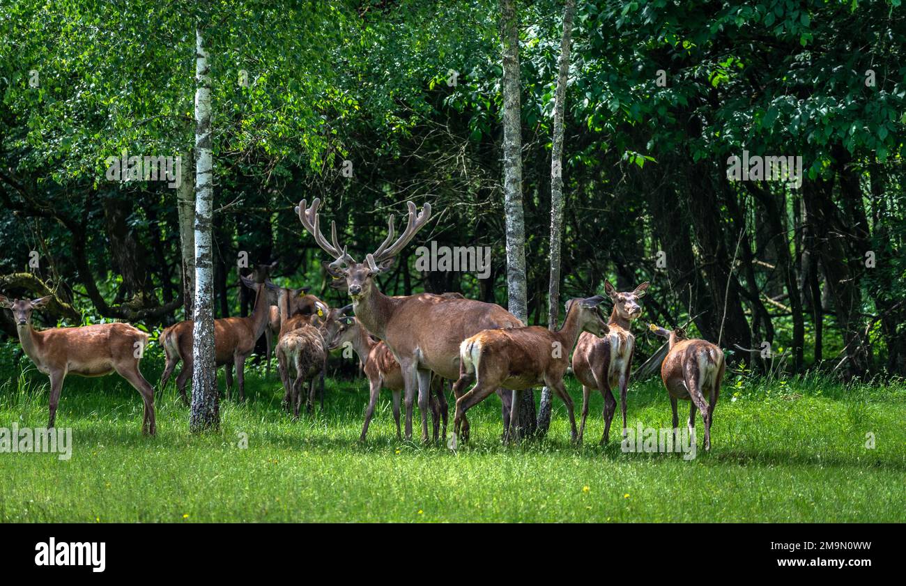 Red deer grazing in hi-res stock photography and images - Alamy