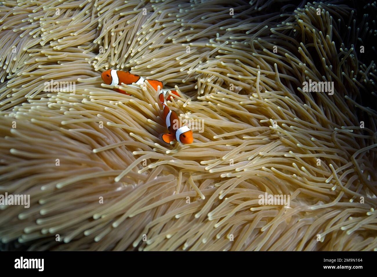 Two clownfish swim in an anemone on Moore Reef in Gunggandji Sea ...