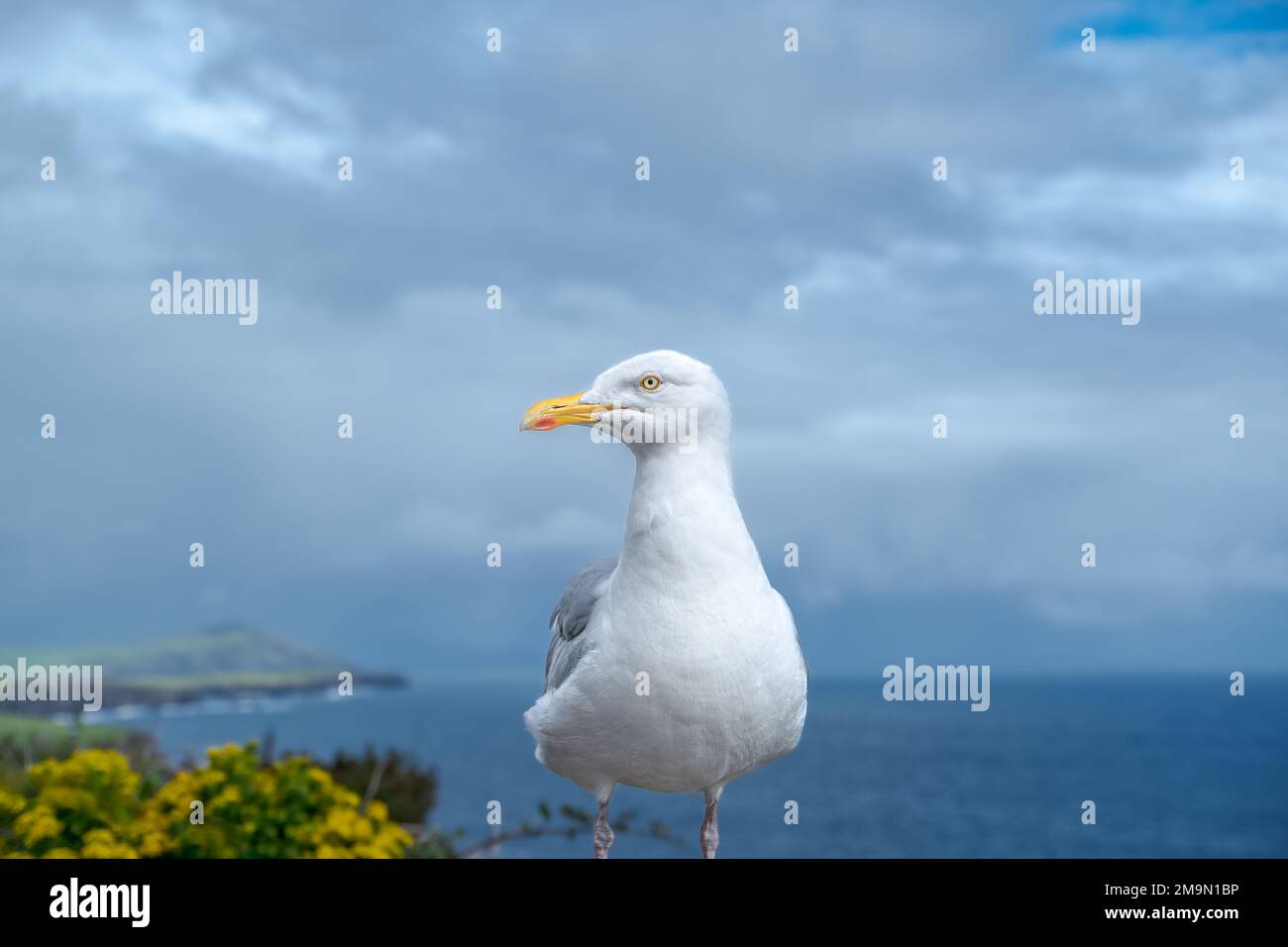 Seagull, Atlantic ocean, mountains and beautiful cloudy sky, this is ...