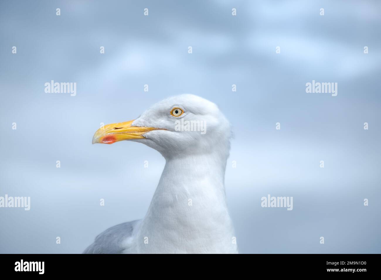Seagull, Atlantic ocean, mountains and beautiful cloudy sky, this is ...