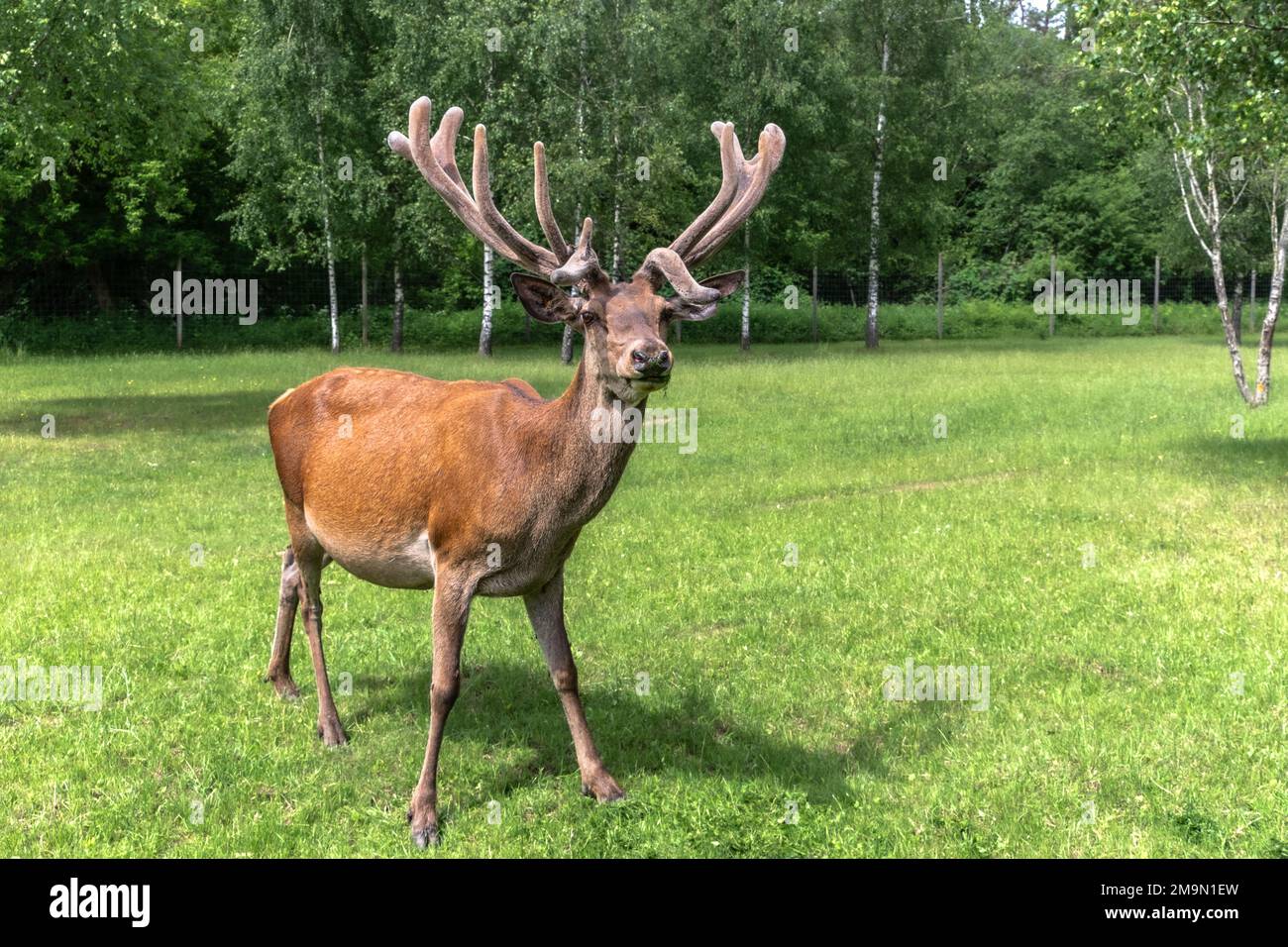 Portrait of a majestic red deer Stock Photo - Alamy