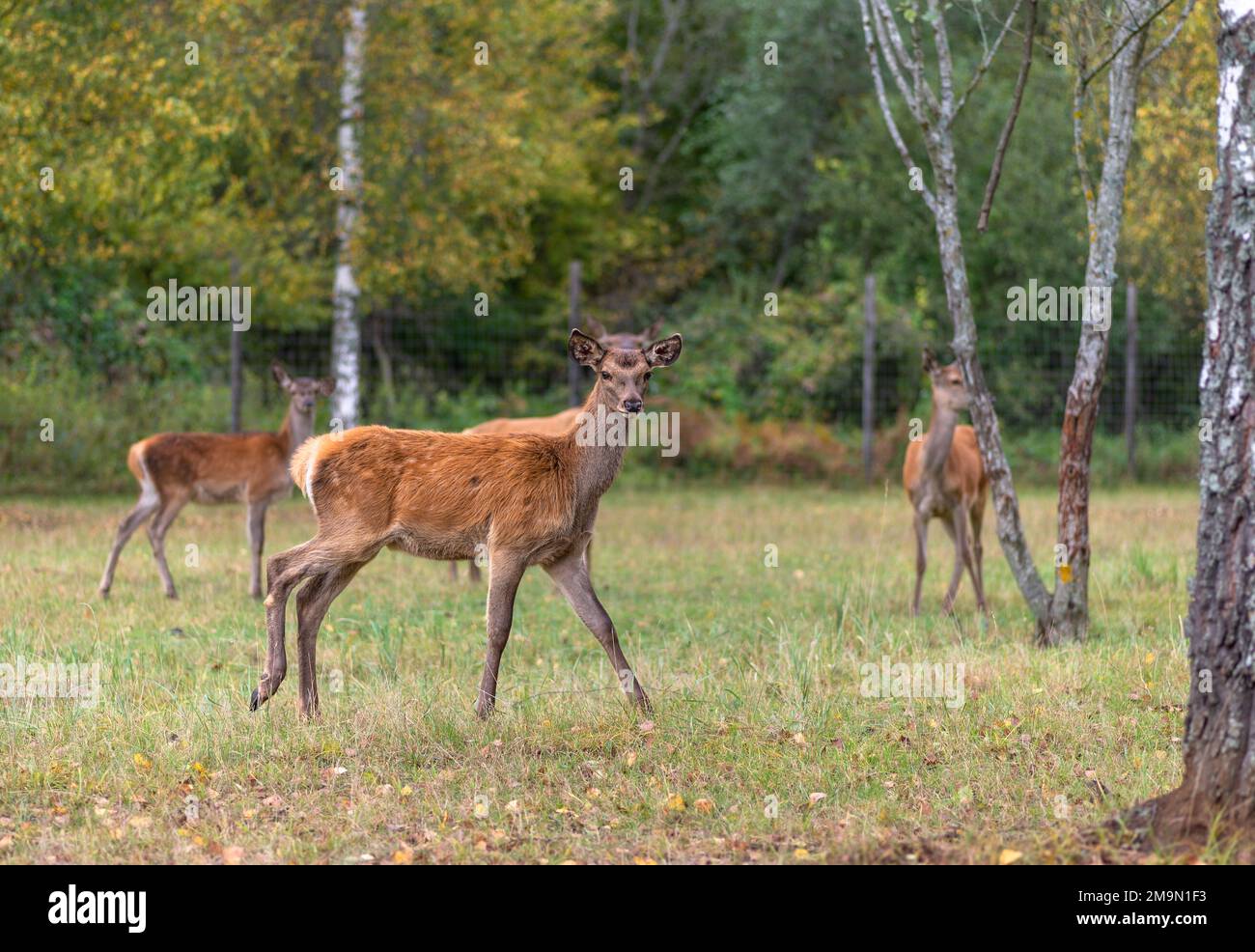Beautiful young red deer hi-res stock photography and images - Alamy