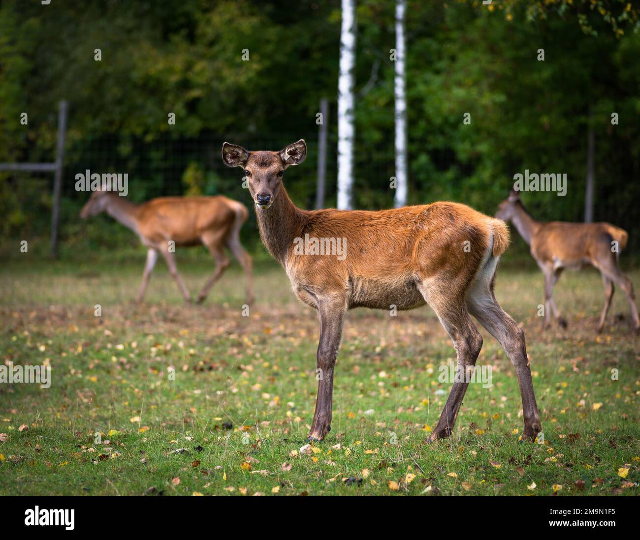 Beautiful young red deer hi-res stock photography and images - Alamy