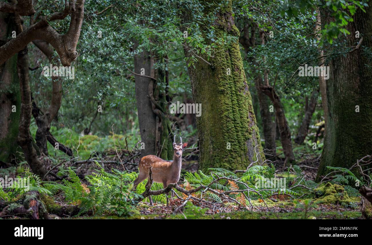Young wild deer in Killarney National Park, near the town of Killarney ...