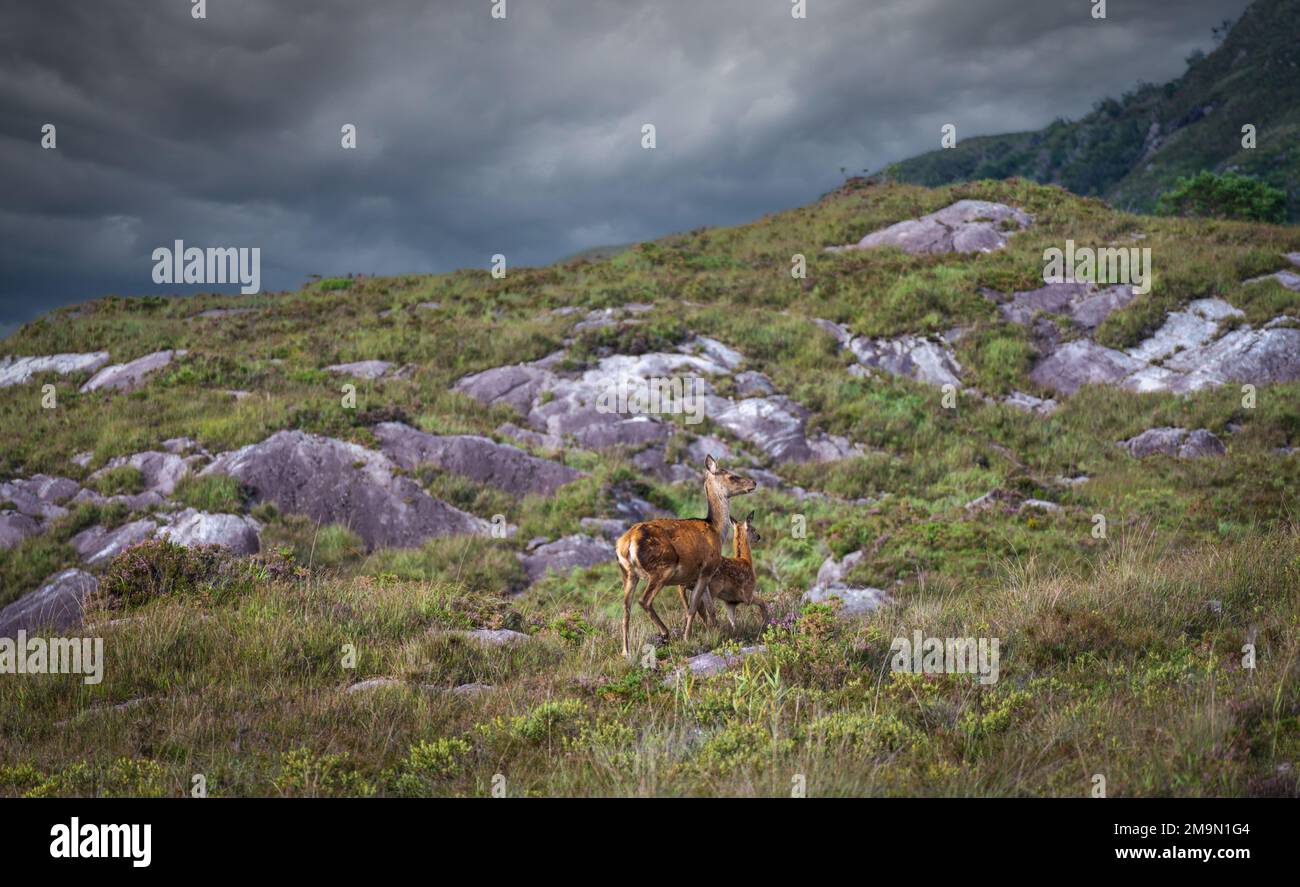 A doe with a fawn in Killarney National Park, near the town of ...
