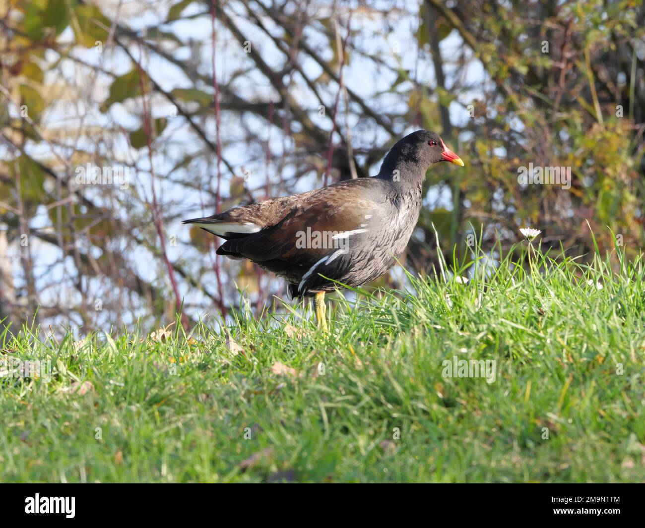 Perspective of a mouse hi-res stock photography and images - Alamy