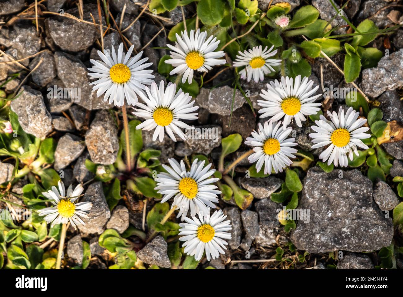 Seasonal forest life hi-res stock photography and images - Alamy