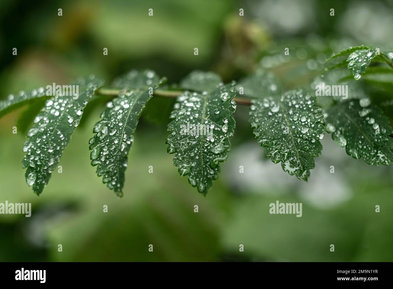 Realistic raindrop hi-res stock photography and images - Alamy