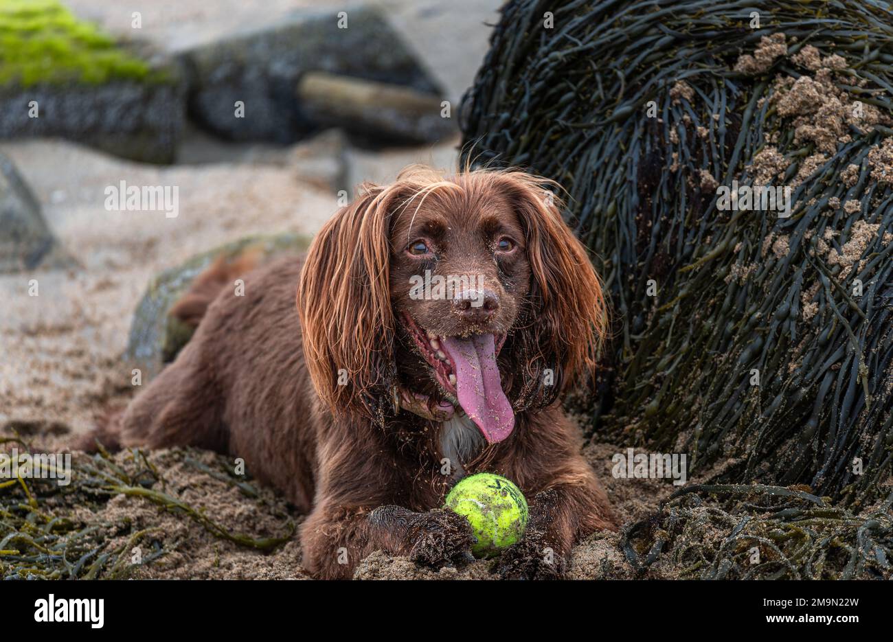 Adorable and playful brown spaniel with tennis ball resting on the ...