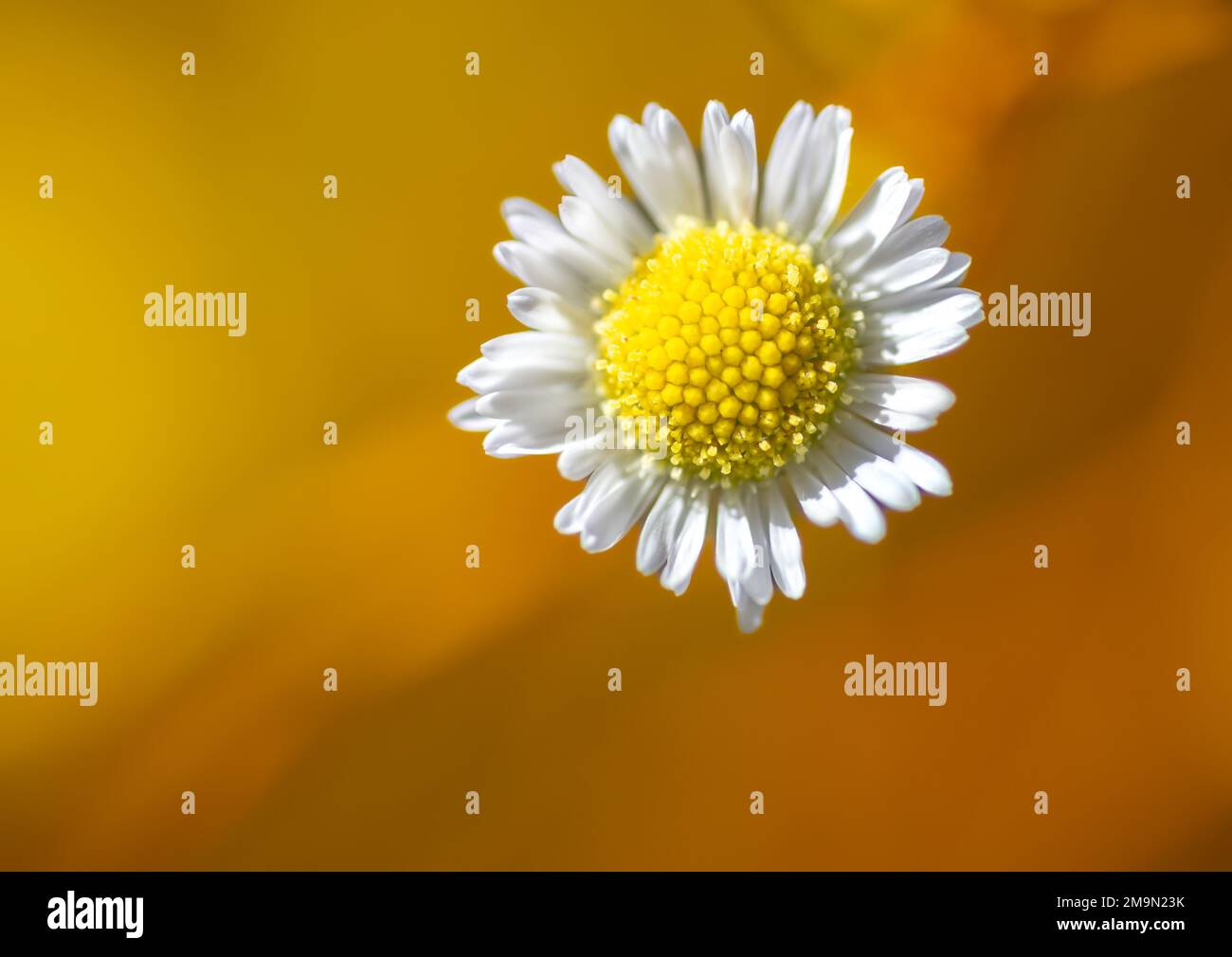 Beautiful daisy growing at the forest floor Stock Photo - Alamy