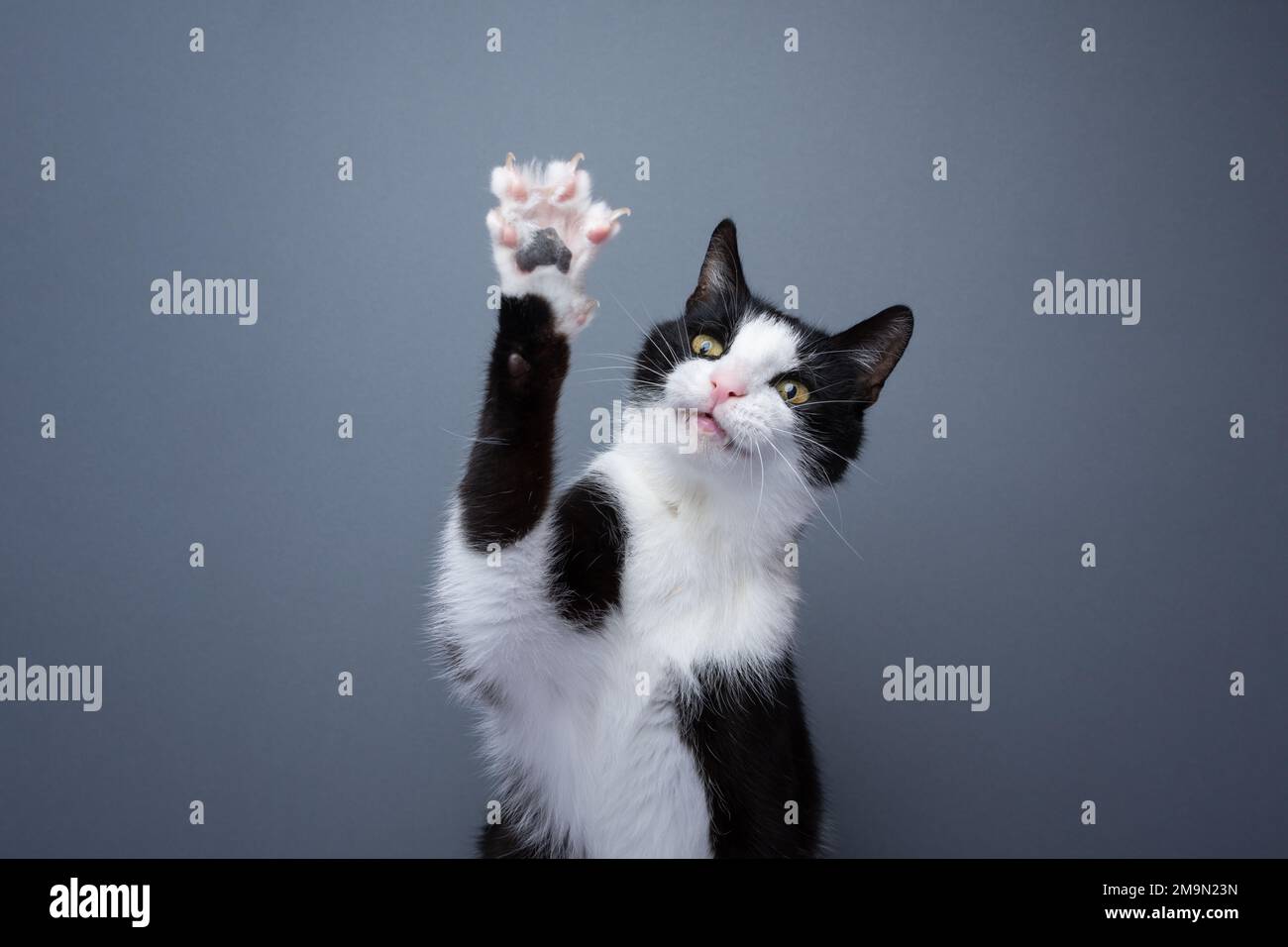 playful tuxedo cat raising paw showing claws on gray background with ...