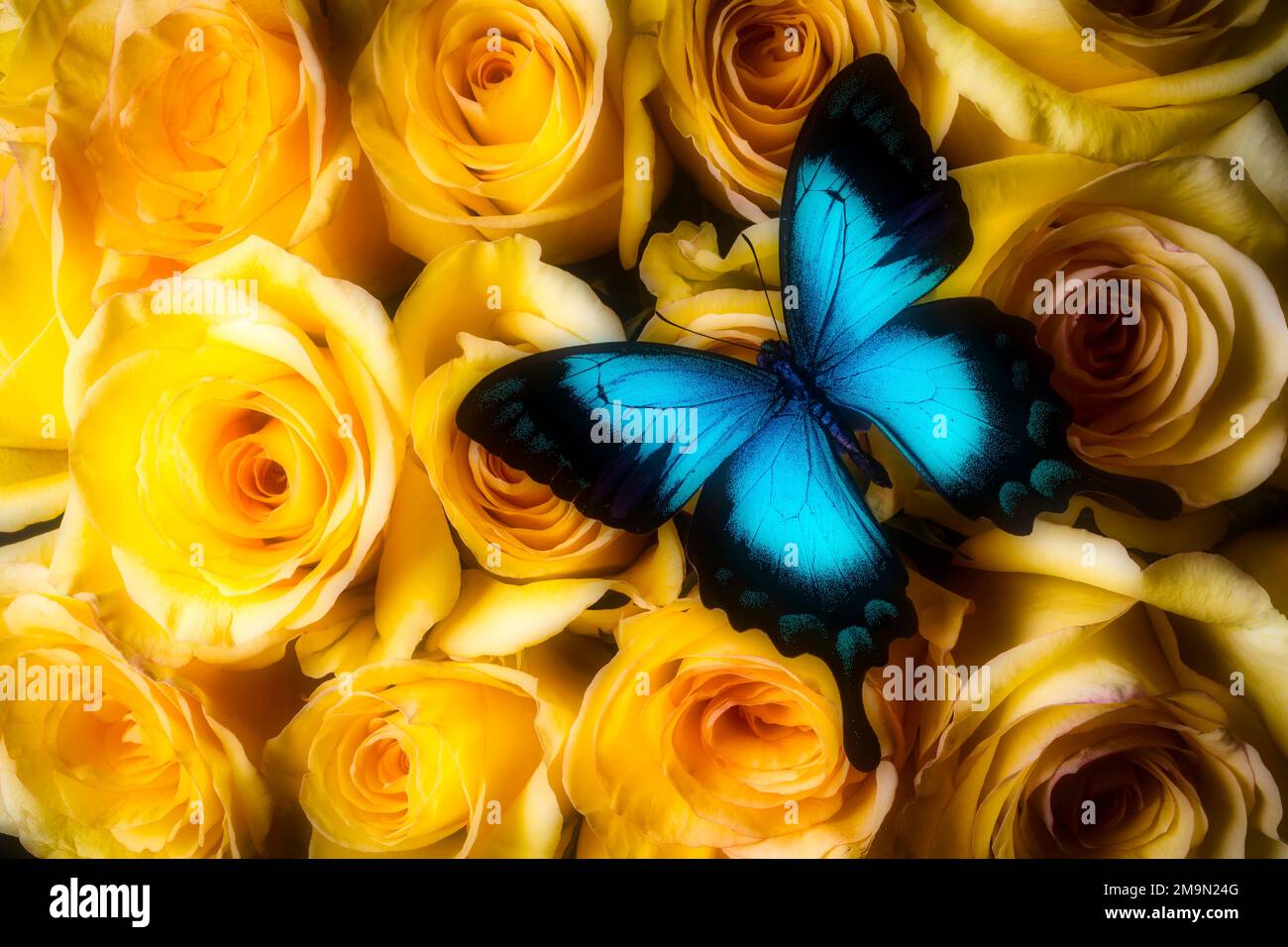 Blue butterfly on white rose hi-res stock photography and images - Alamy