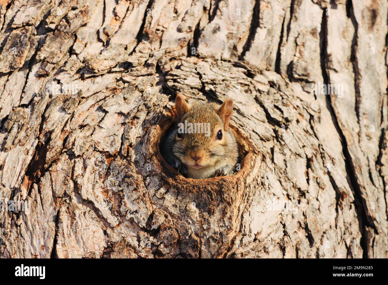Squirrel looking out of tree hole Stock Photo - Alamy