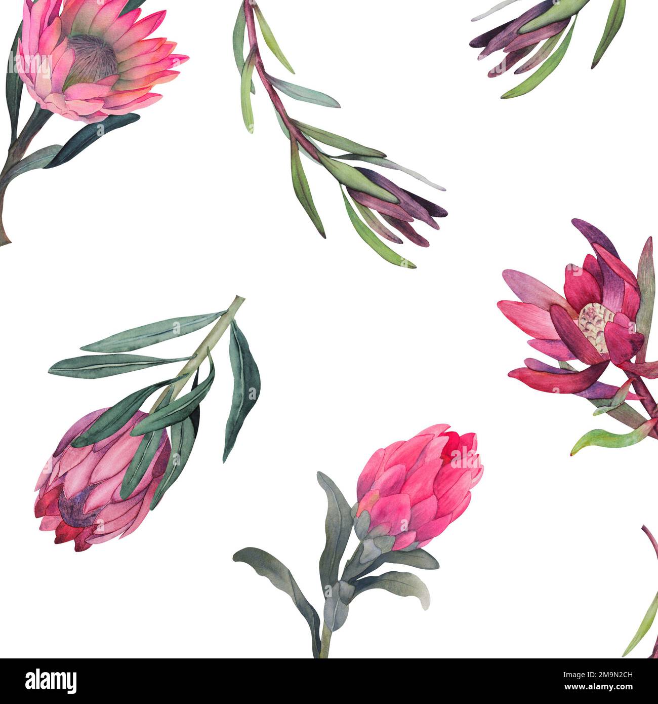 Watercolor seamless pattern with magenta protea, floral background ...
