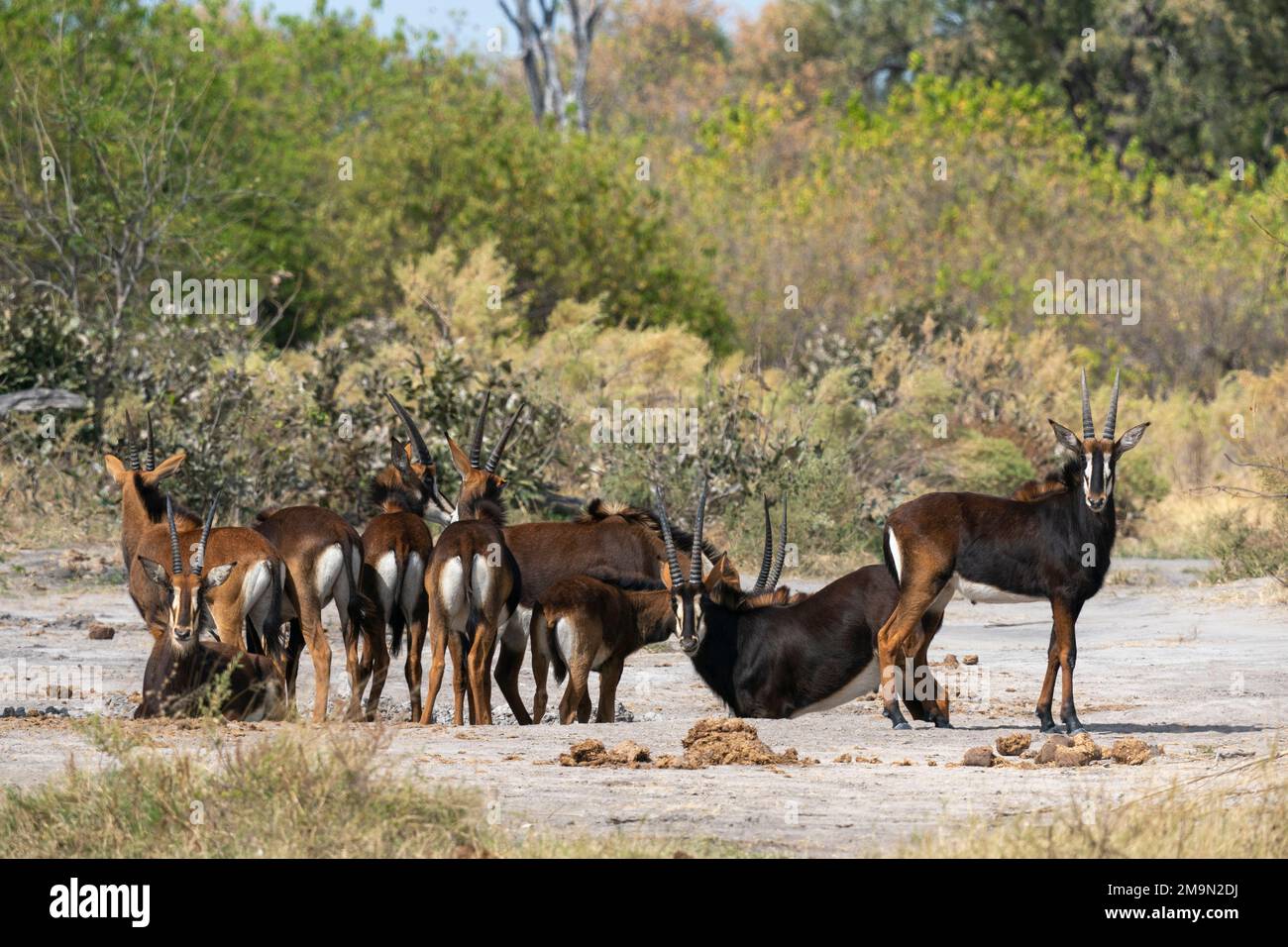 Sable antelopes (Hippotragus niger), Khwai Concession, Okavango Delta ...
