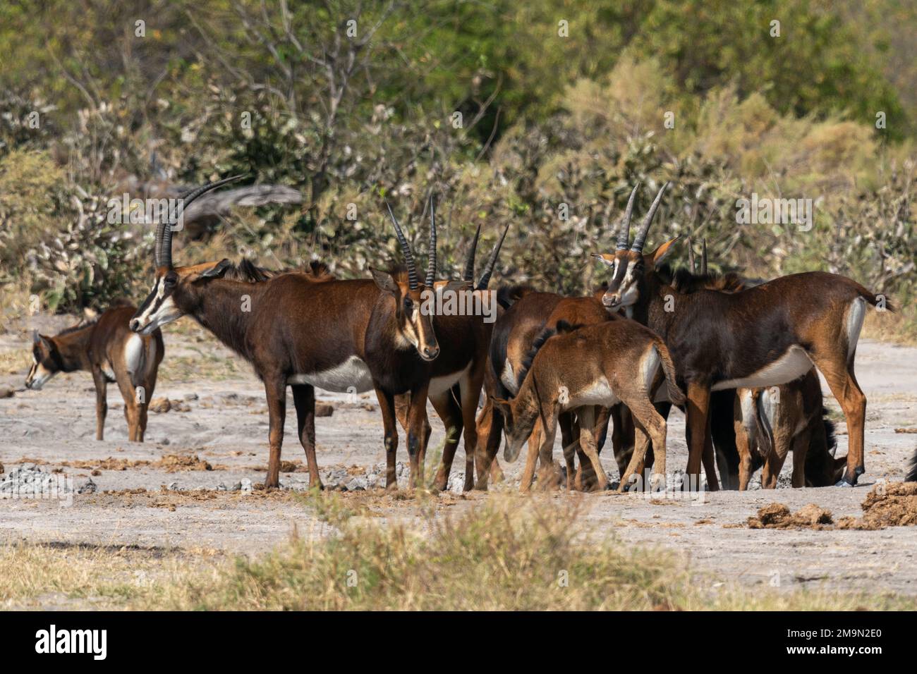 Sable antelopes (Hippotragus niger), Khwai Concession, Okavango Delta ...