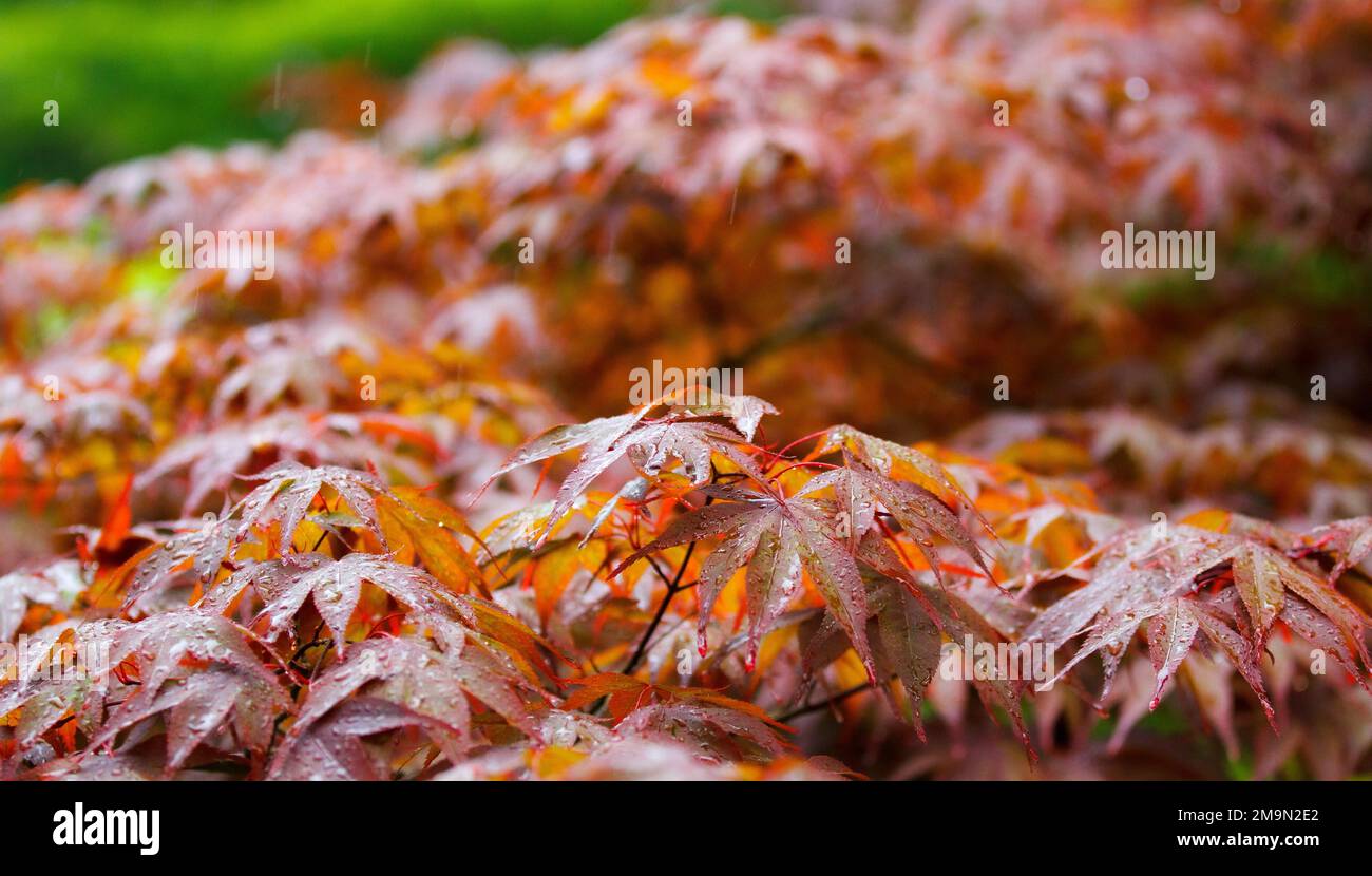 Japanese red maple in light rain and morning light Stock Photo - Alamy