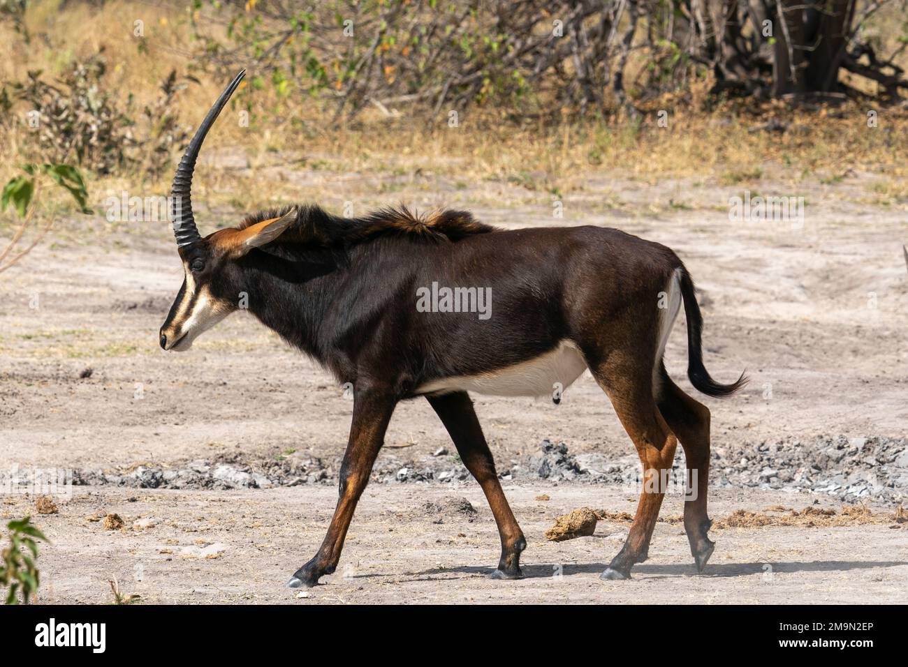 Sable antelope (Hippotragus niger), Khwai Concession, Okavango Delta ...