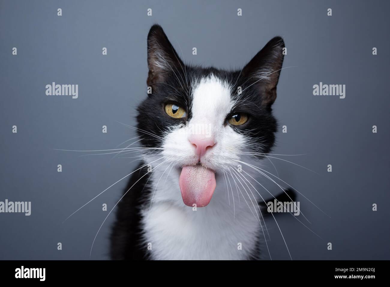 Tuxedo Cat Sticking Out Tongue Making Funny Face Portrait On Gray Background With Copy Space