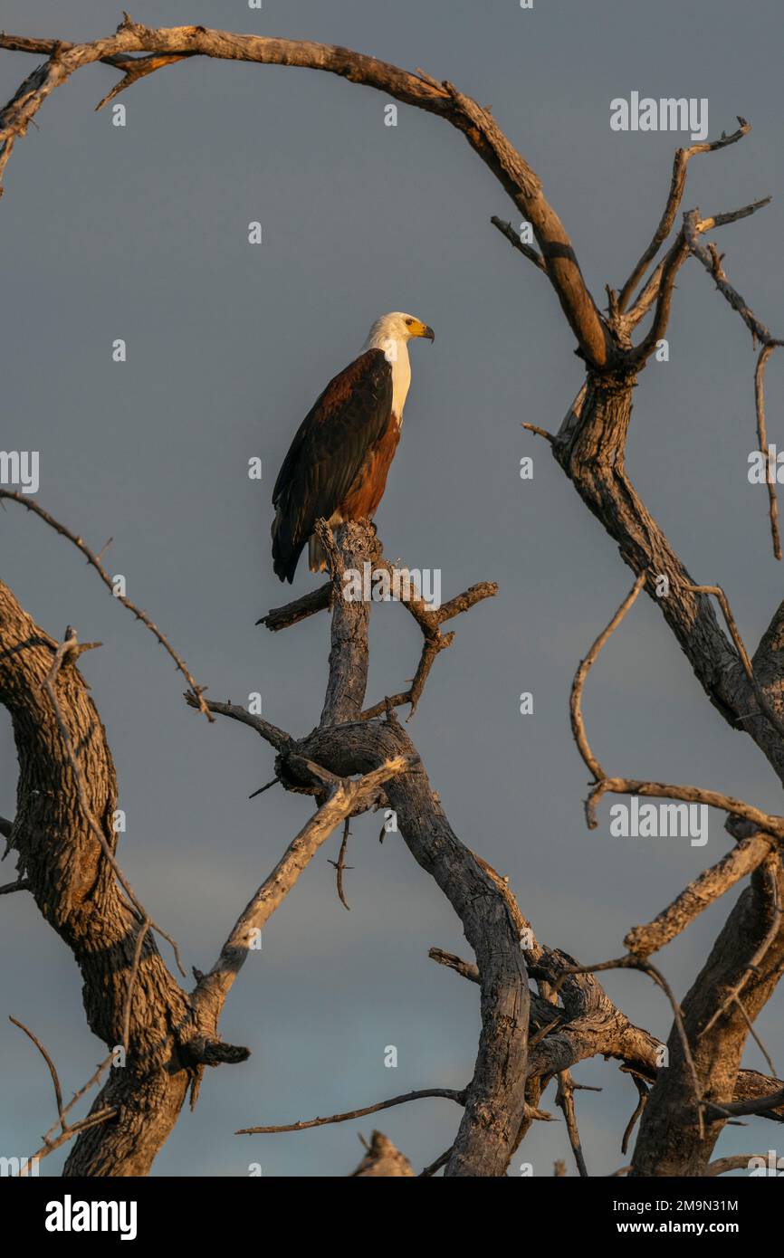 An African fish eagle (Haliaeetus vocifer) perching on a dead tree ...