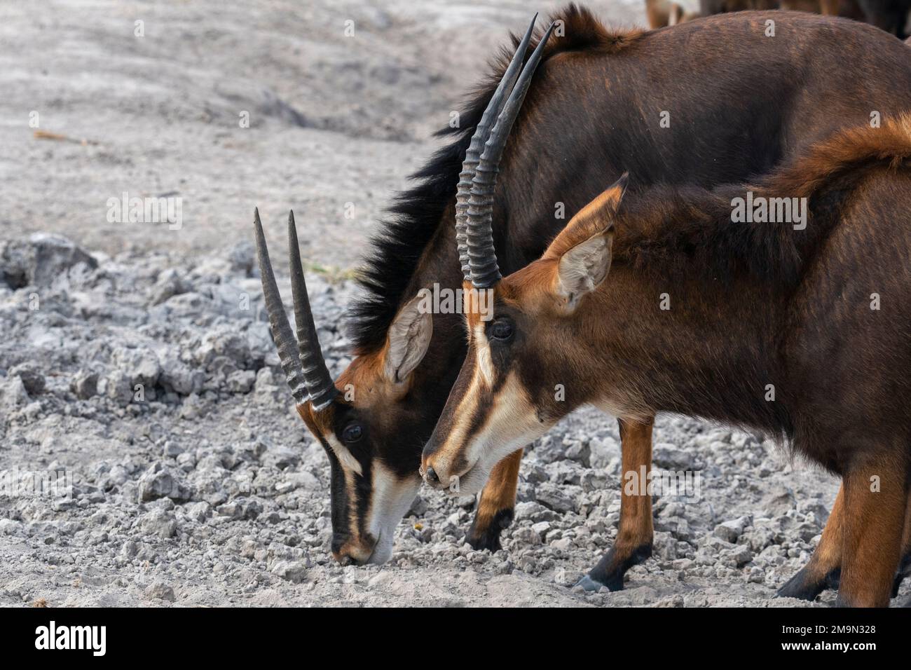 Sable antelopes (Hippotragus niger), Khwai Concession, Okavango Delta ...