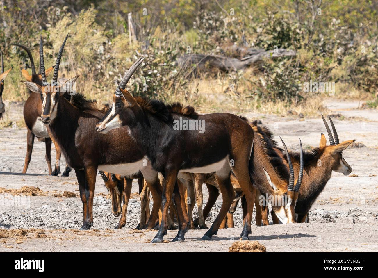 Sable antelopes (Hippotragus niger), Khwai Concession, Okavango Delta ...