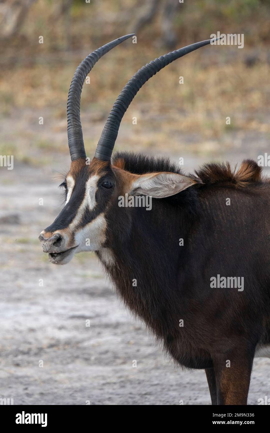 Sable antelope (Hippotragus niger), Khwai Concession, Okavango Delta ...