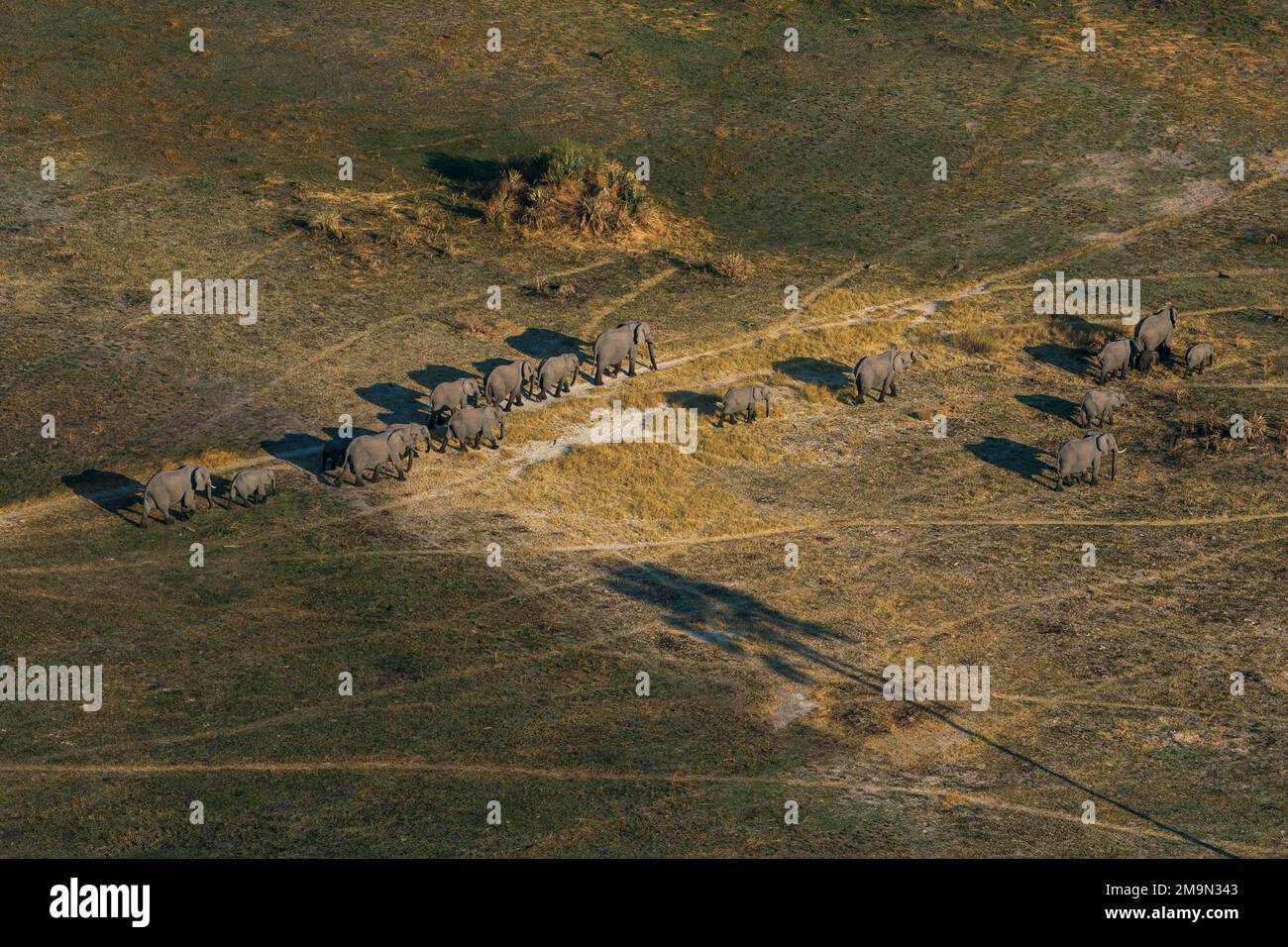 Aerial view of African elephants (Loxodonta africana) walking in the ...