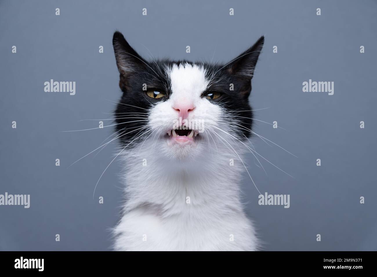 tuxedo cat making funny face, meowing with mouth open, looking at ...