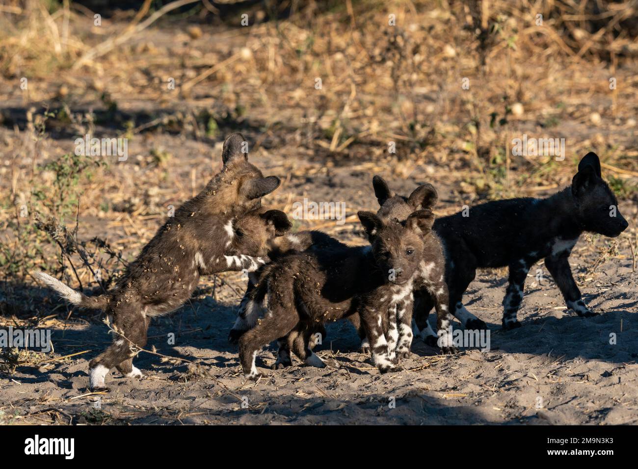 African wild dog (Lycaon pictus) pups at the den, Savuti, Chobe ...