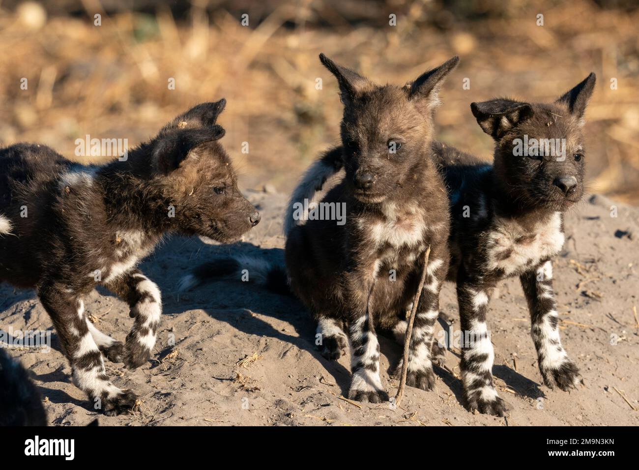 African wild dog (Lycaon pictus) pups at the den, Savuti, Chobe ...
