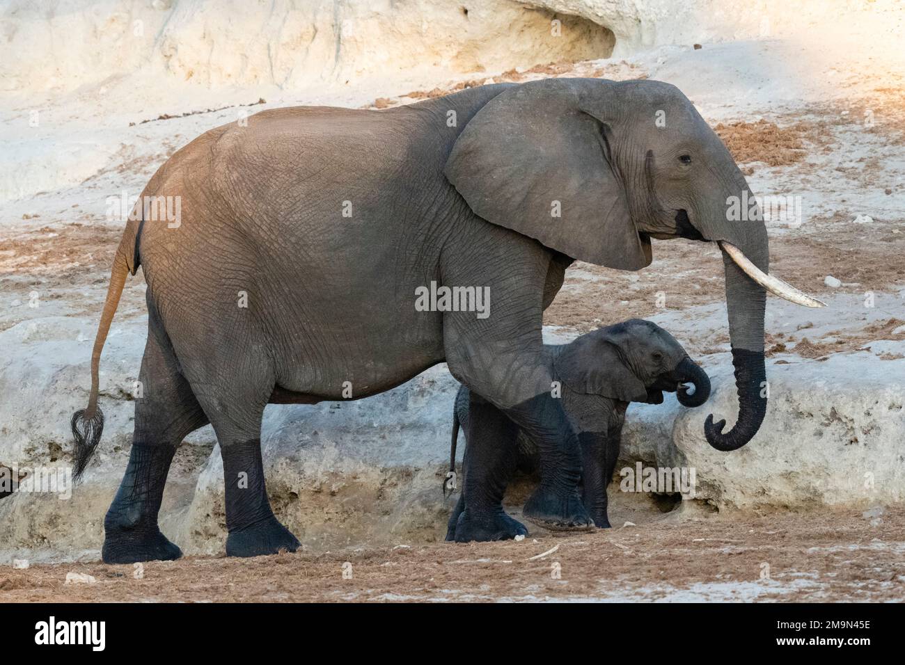 Africa elephant cub elephant calf hi-res stock photography and images ...