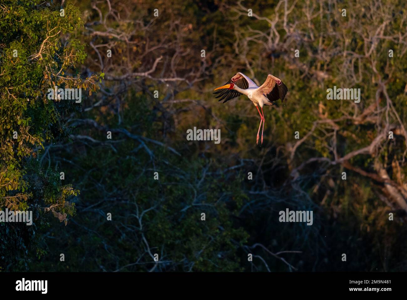 Yellow-billed Stork (Mycteria ibis) in flight, Chobe National Park ...