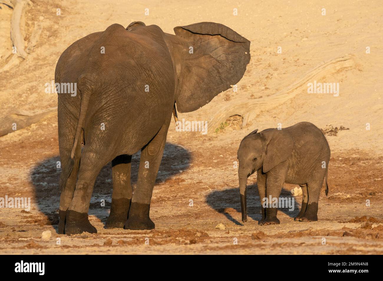 Africa elephant cub elephant calf hi-res stock photography and images ...