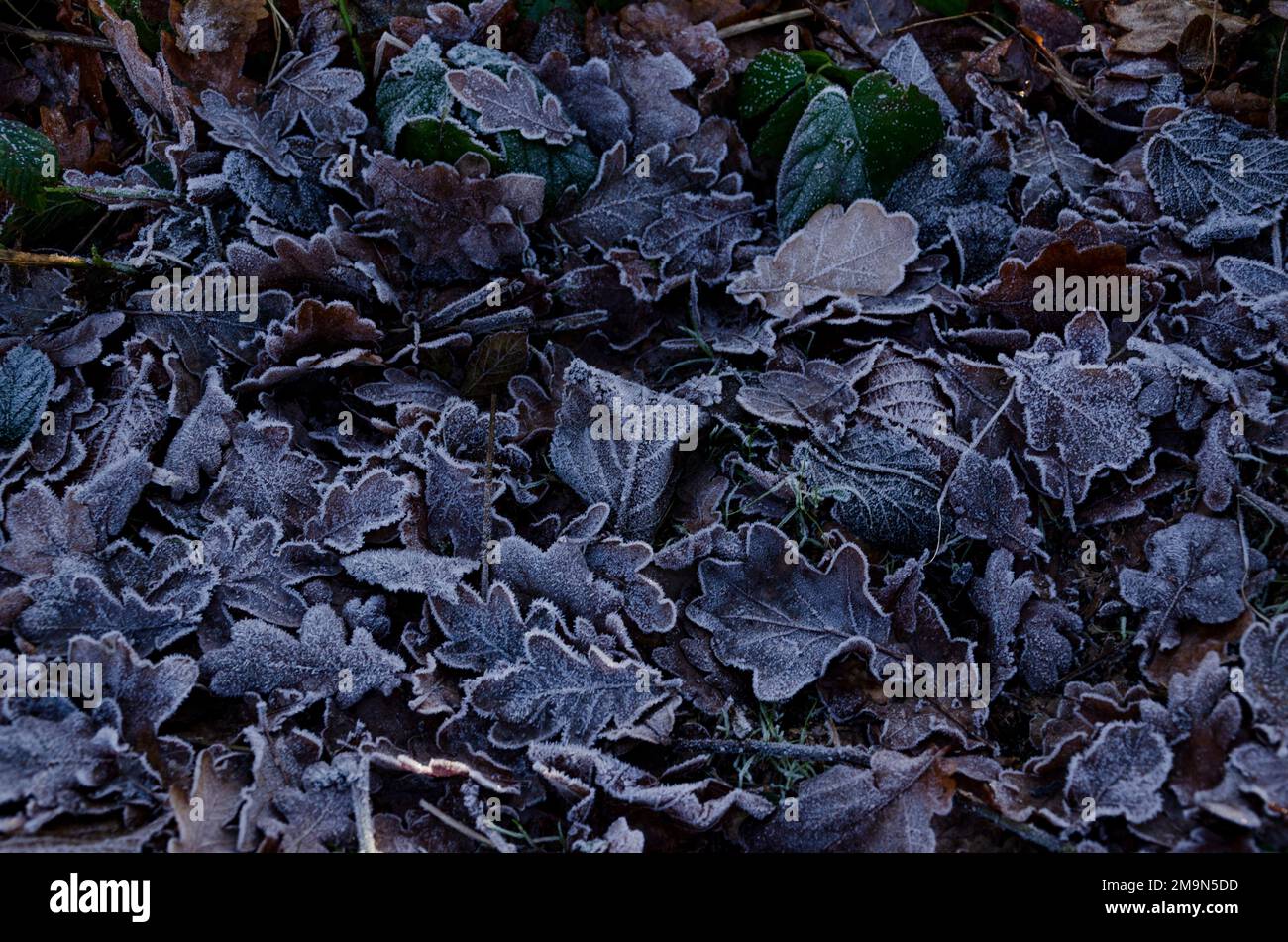 Leaves ripe hi-res stock photography and images - Alamy
