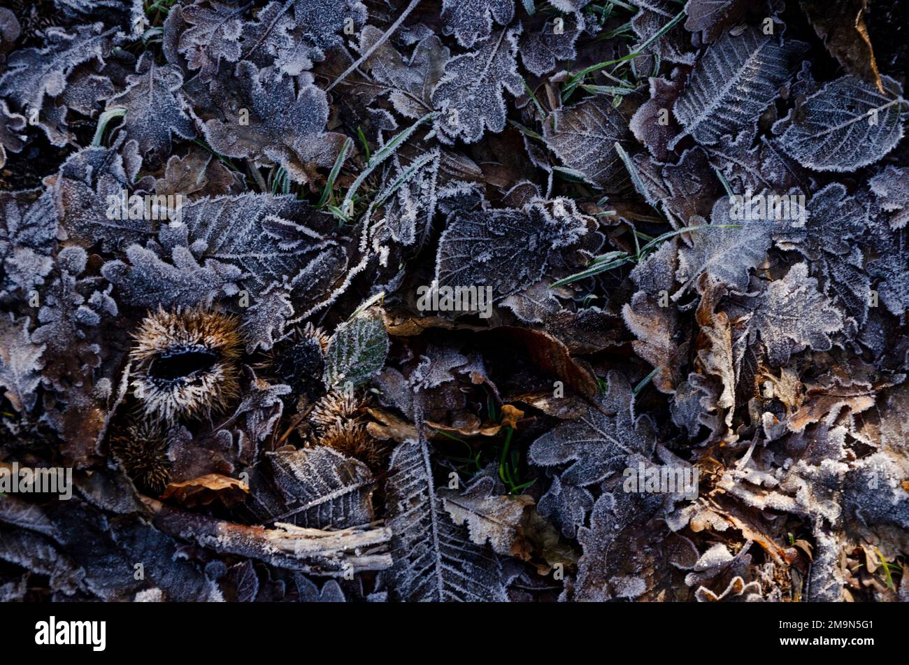 Leaves ripe hi-res stock photography and images - Alamy