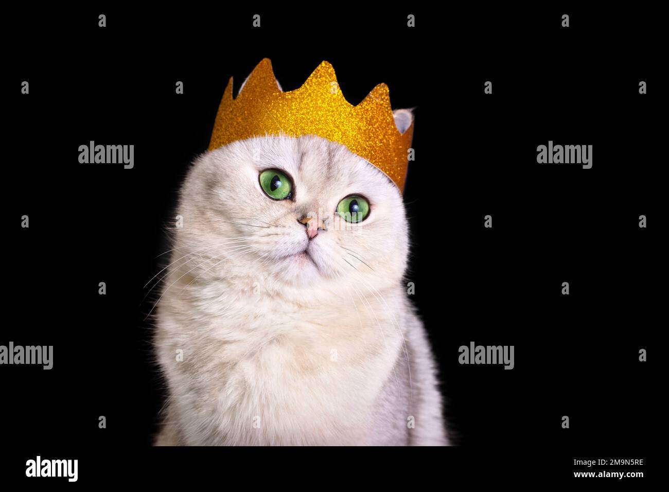 A close-up of a cute white royal cat in a golden crown, sitting on ...