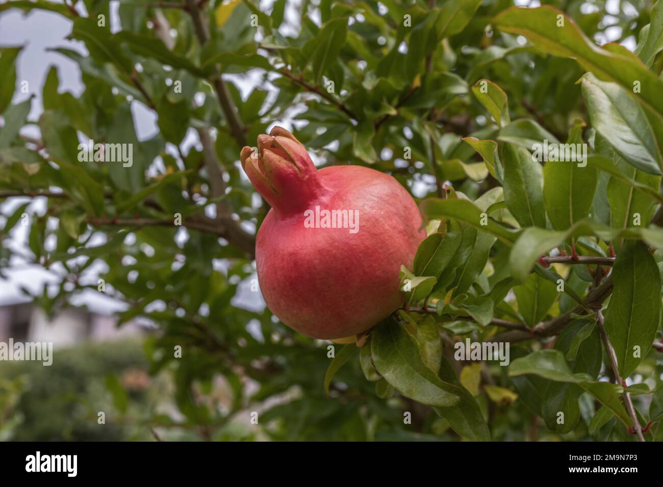 Grenadier a fruits hi-res stock photography and images - Alamy