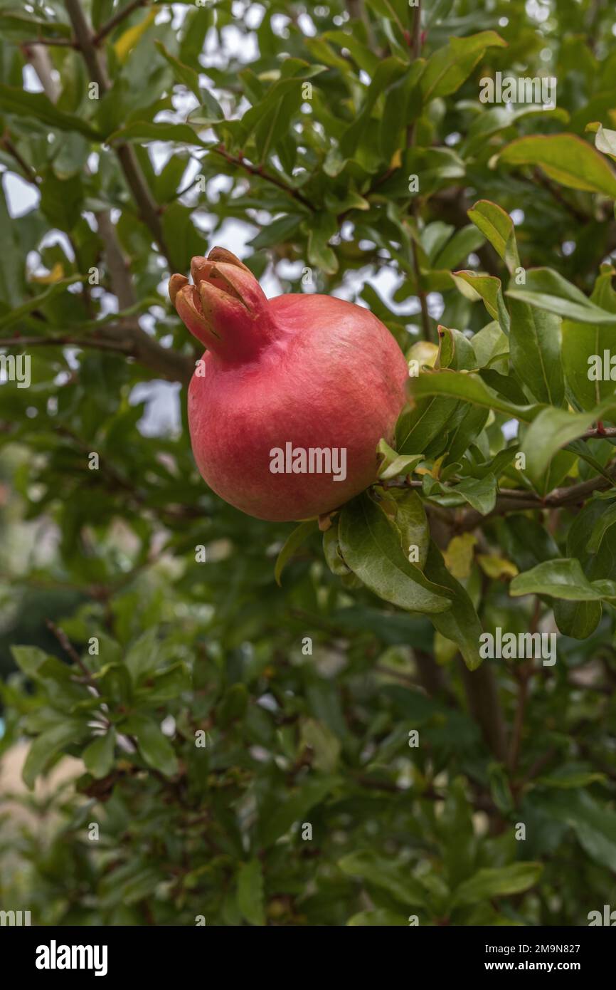 Grenadier a fruits hi-res stock photography and images - Alamy